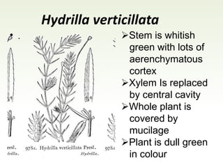 Some Hydrophytes | PPTX