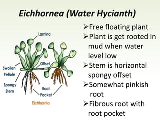 Some Hydrophytes | PPTX