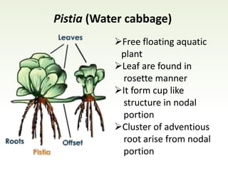 Pistia Diagram
