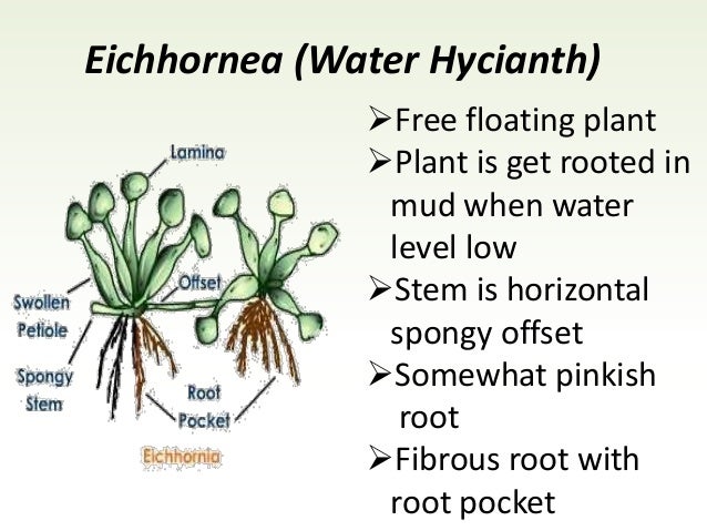 Eichhornia Diagram