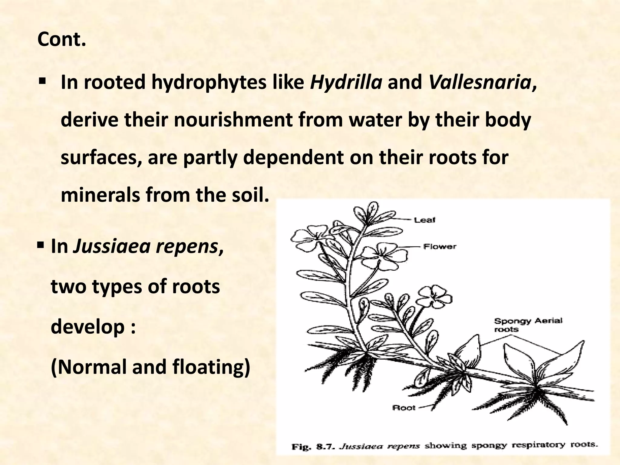 Hydrophytes | PDF