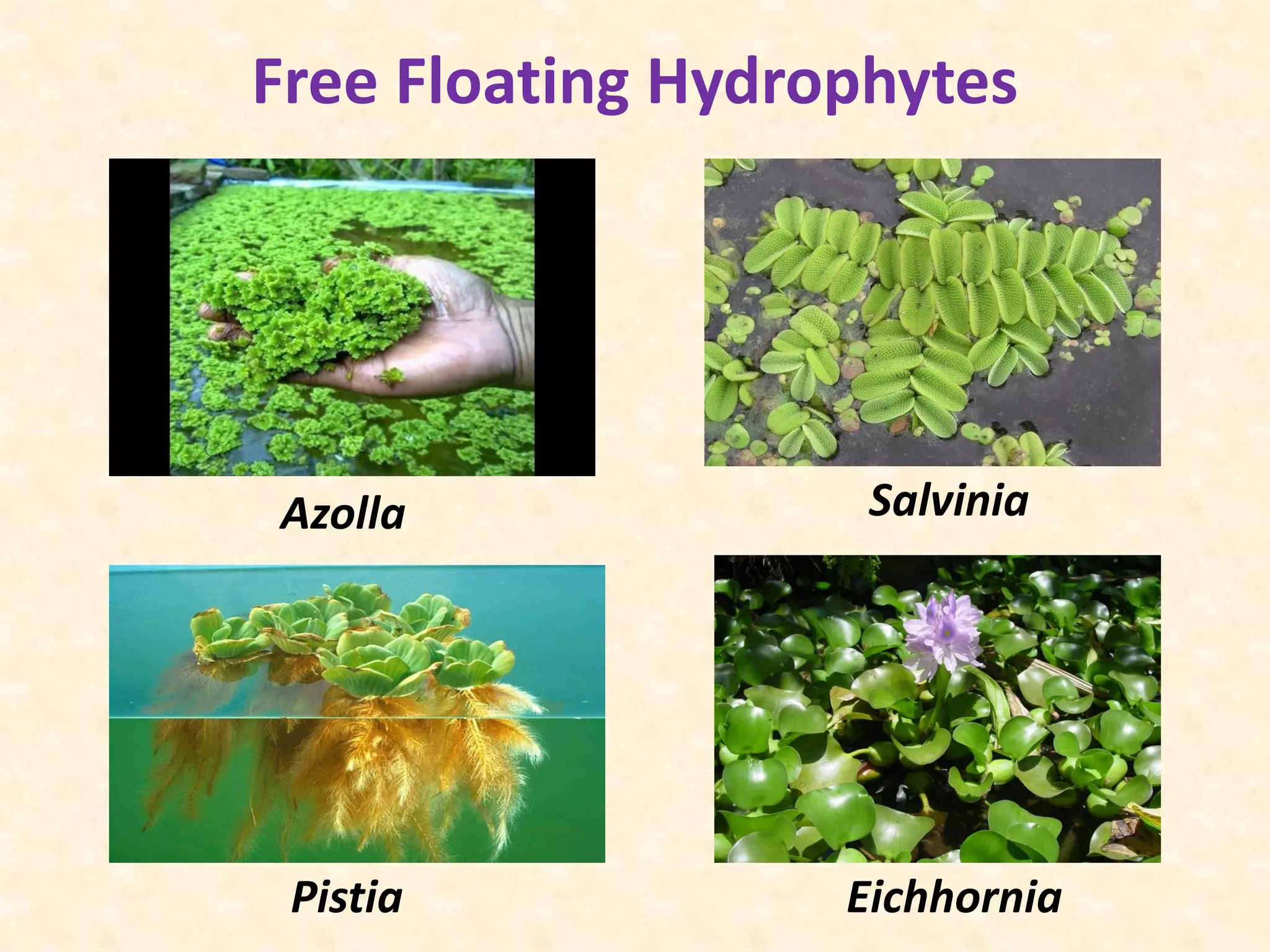Hydrophytes | PDF
