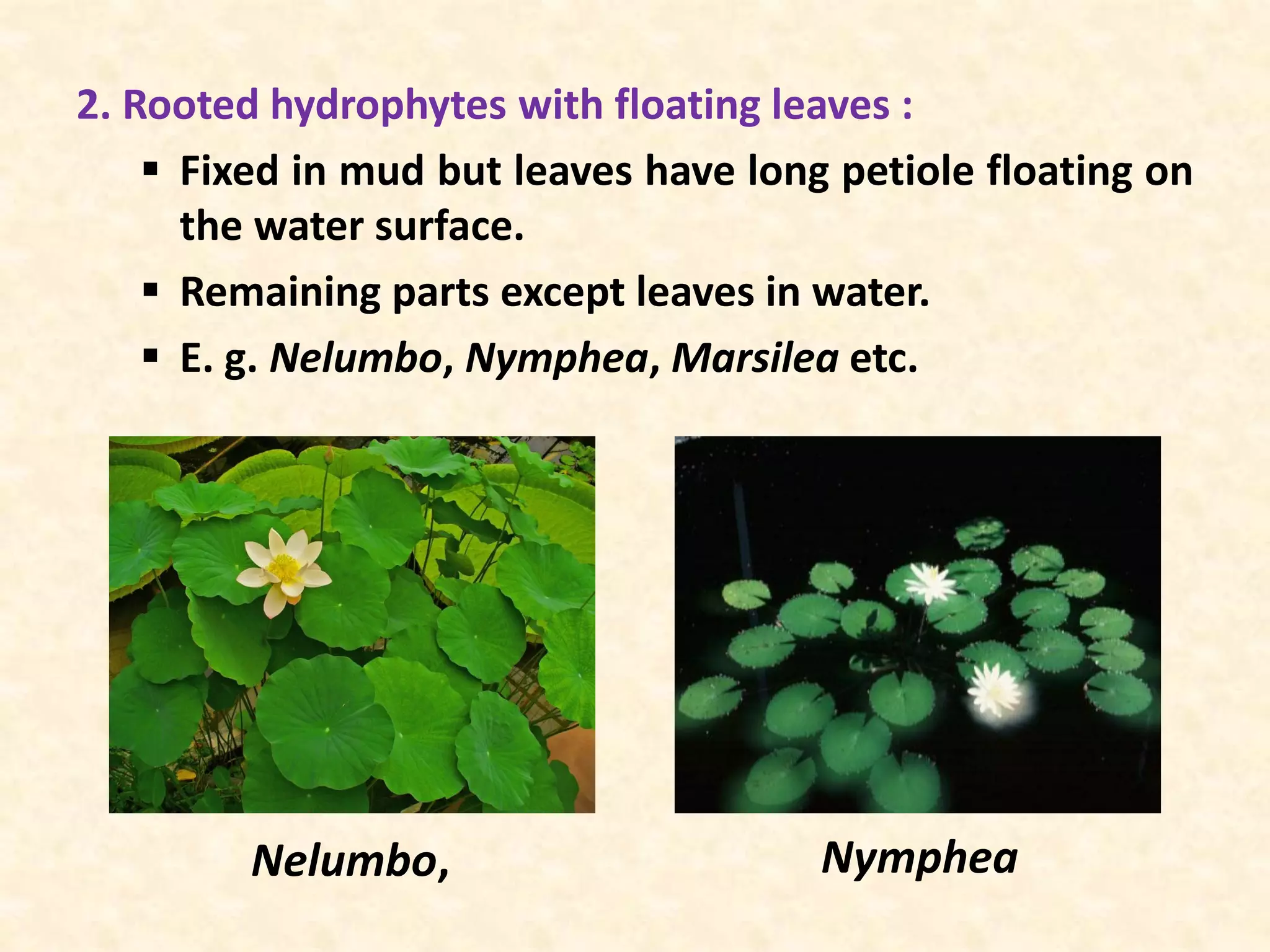 Hydrophytes | PDF