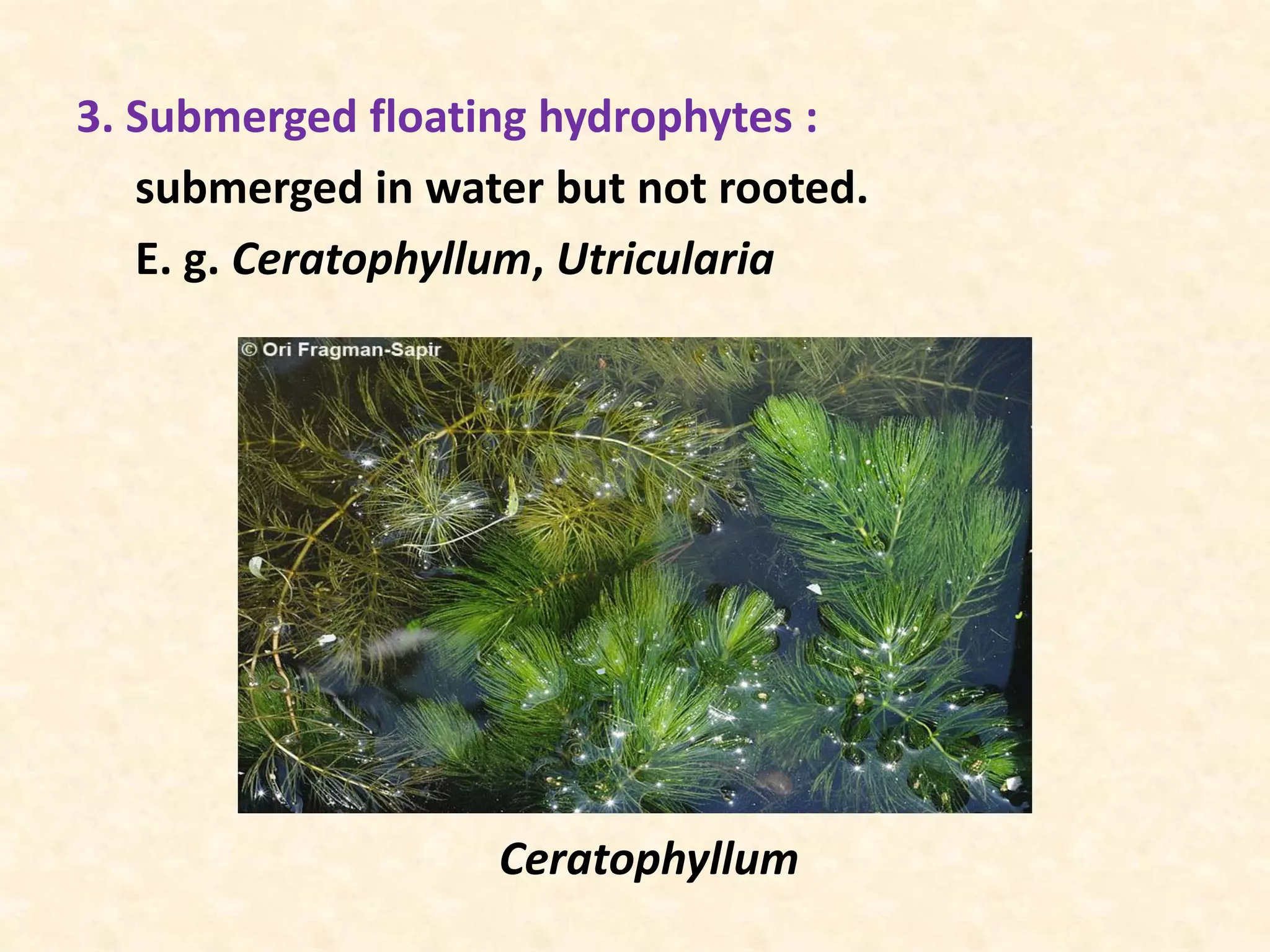Hydrophytes | PDF