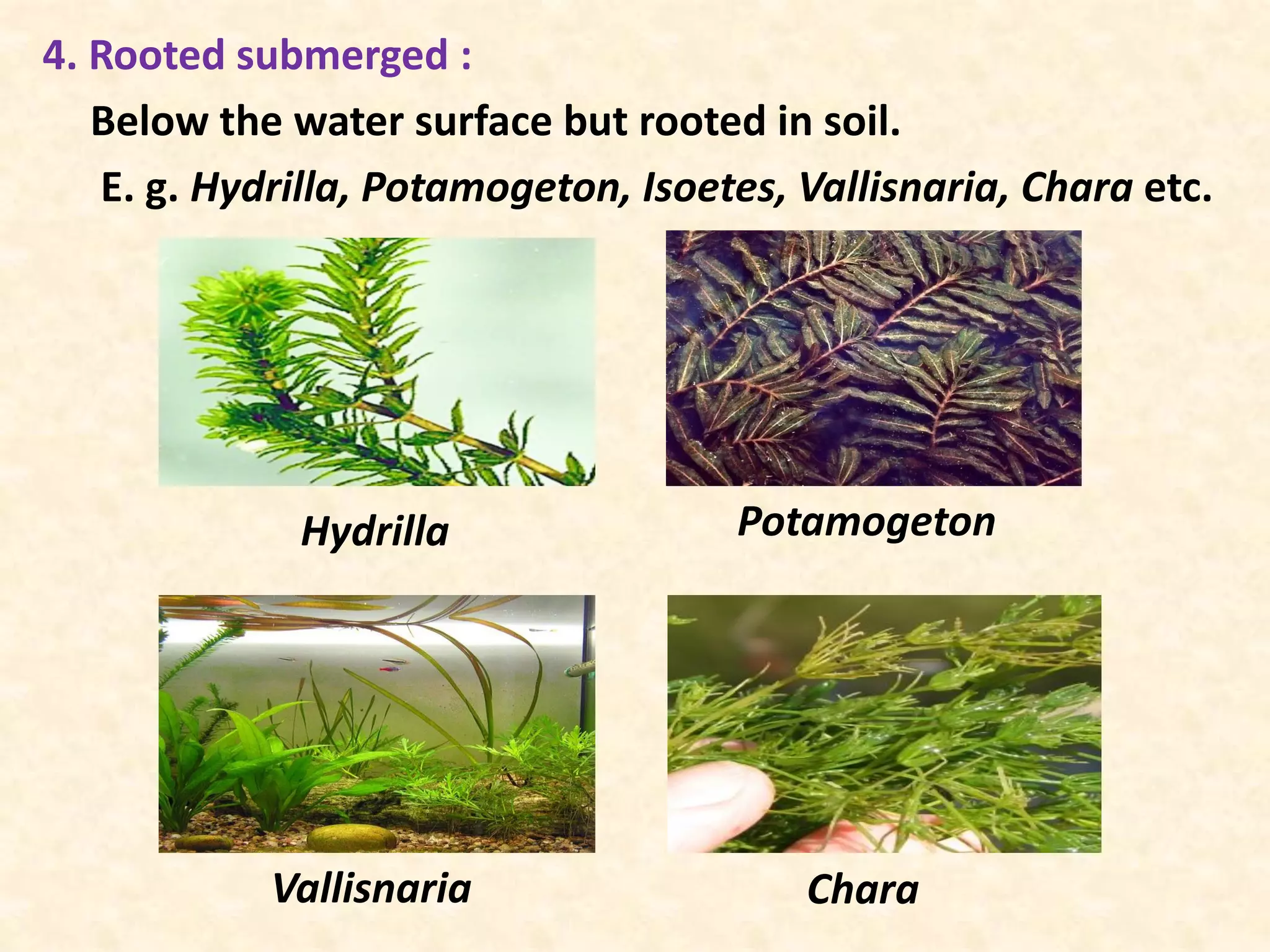 Hydrophytes | PDF