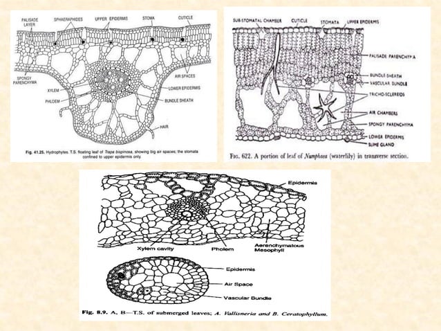 Hydrophytes | PDF