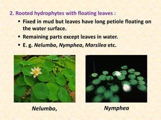 Hydrophytes | PDF