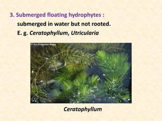 Hydrophytes | PDF