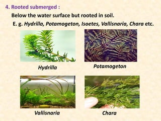 Hydrophytes | PDF