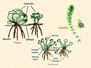 Types Of Hydrophytes Plants
