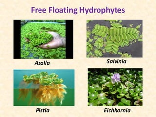 Types Of Hydrophytes Plants