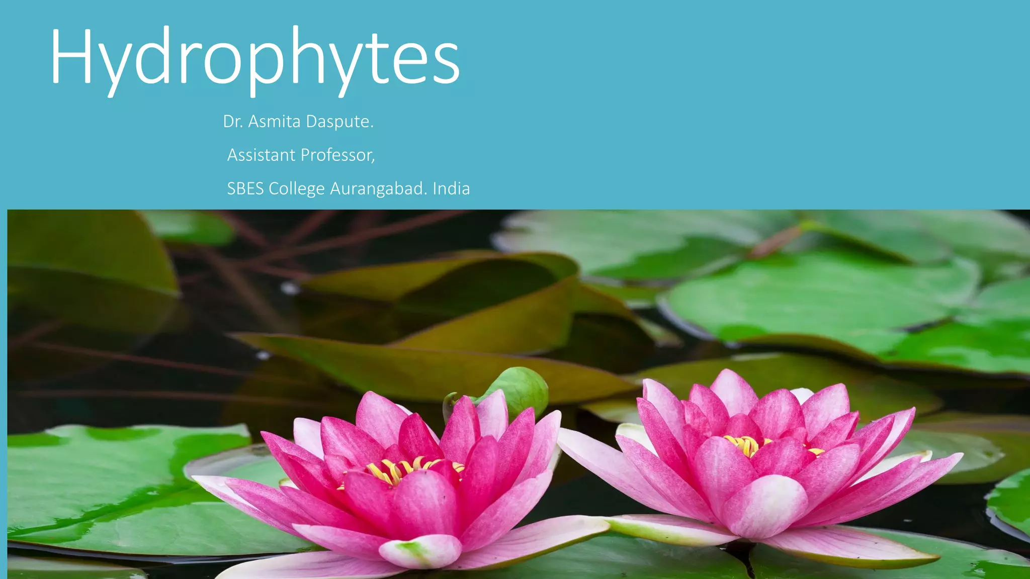 Hydrophytes | PDF