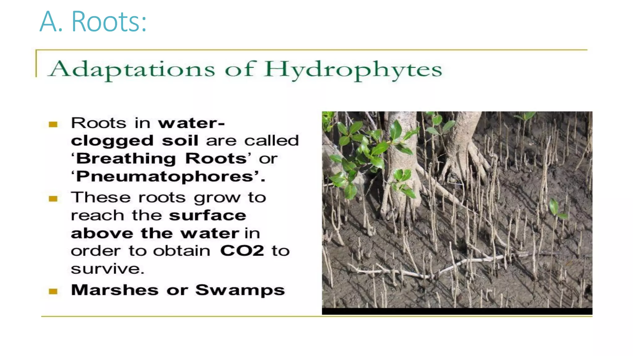 Hydrophytes | PDF