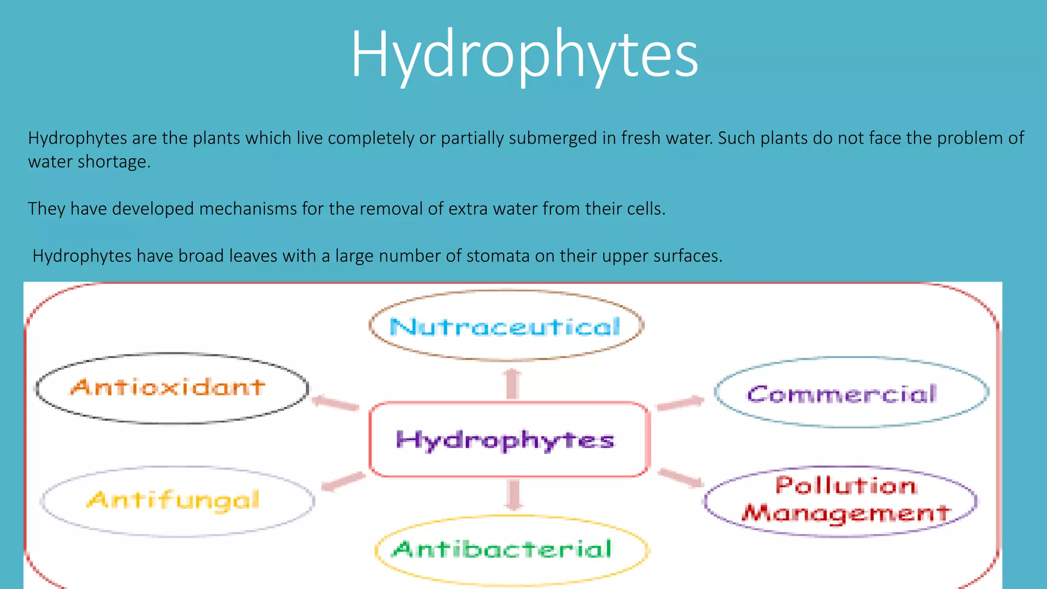 Hydrophytes | PDF
