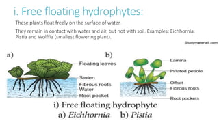 Hydrophytes | PDF