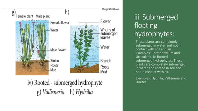 Hydrophytes | PDF | Gardening | Home & Garden