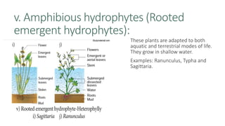 Hydrophytes | PDF