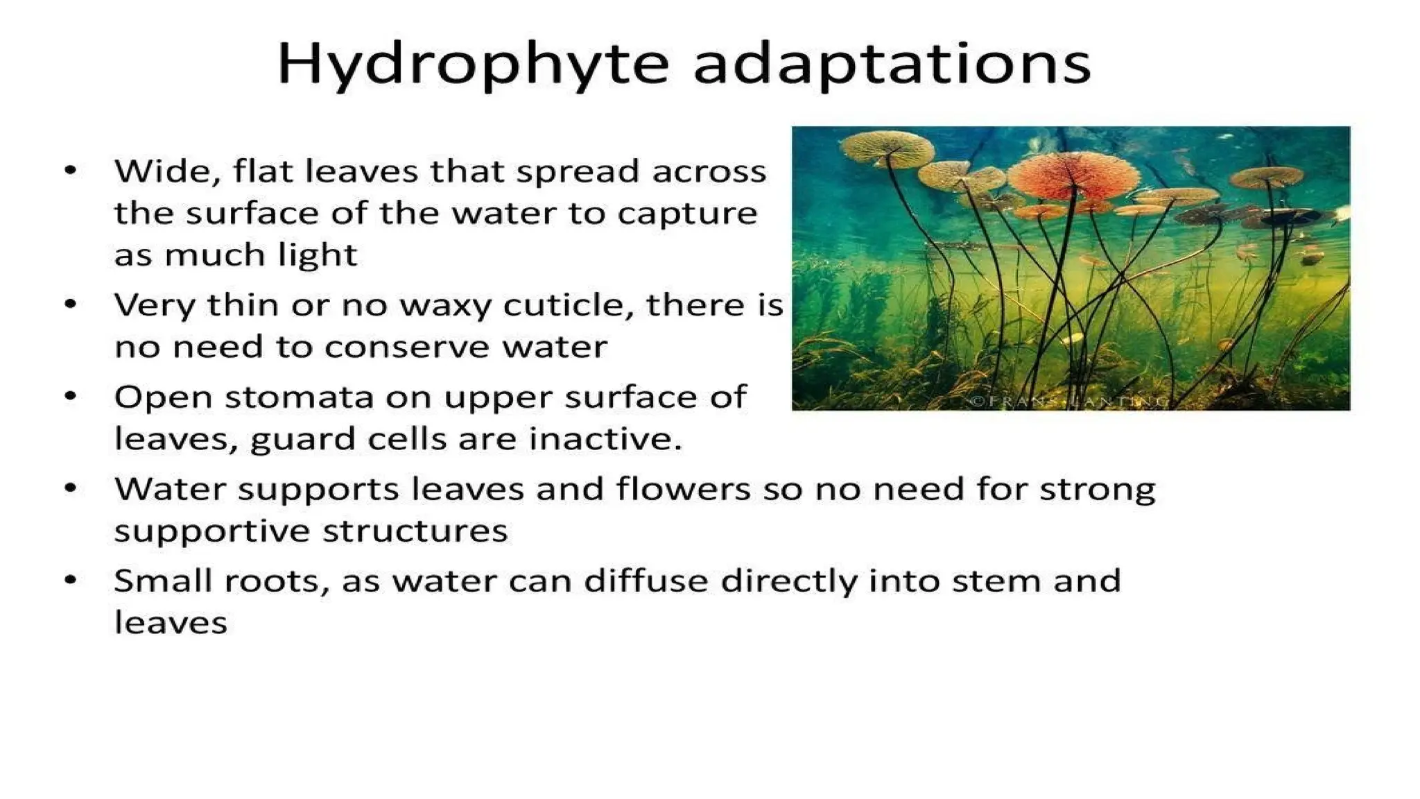 Hydrophytes & Their: Types, Ecology, Morphology and Anatomy.ppt