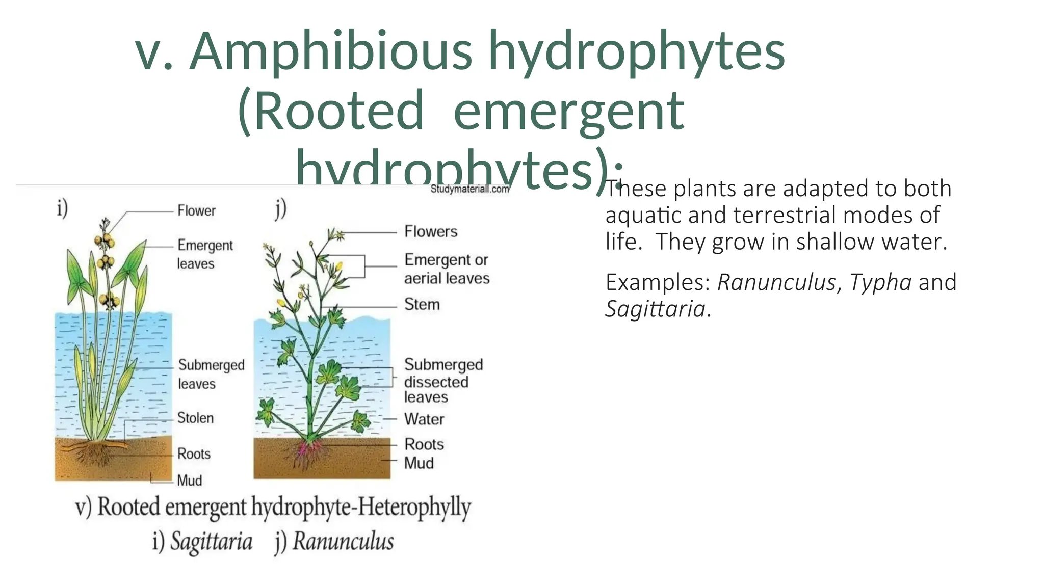 Hydrophytes & Their: Types, Ecology, Morphology and Anatomy.ppt