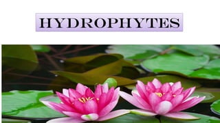 Hydrophytes & Their: Types, Ecology, Morphology and Anatomy.ppt