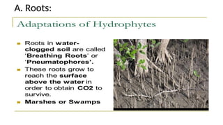 Hydrophytes & Their: Types, Ecology, Morphology and Anatomy.ppt