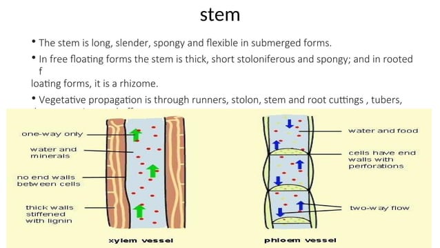 Hydrophytes & Their: Types, Ecology, Morphology and Anatomy.ppt
