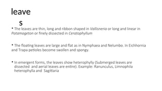 Hydrophytes & Their: Types, Ecology, Morphology and Anatomy.ppt