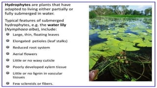 Hydrophytes & Their: Types, Ecology, Morphology and Anatomy.ppt