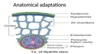 Hydrophytes & Their: Types, Ecology, Morphology and Anatomy.ppt