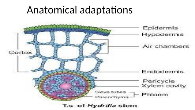 Hydrophytes & Their: Types, Ecology, Morphology and Anatomy.ppt