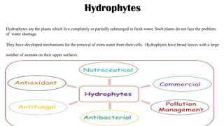 Hydrophytes & Their: Types, Ecology, Morphology and Anatomy.ppt