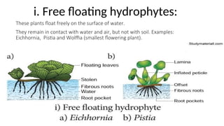 Hydrophytes & Their: Types, Ecology, Morphology and Anatomy.ppt