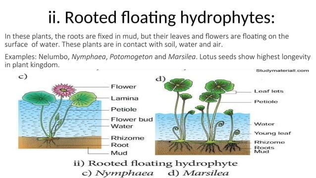 Hydrophytes & Their: Types, Ecology, Morphology and Anatomy.ppt