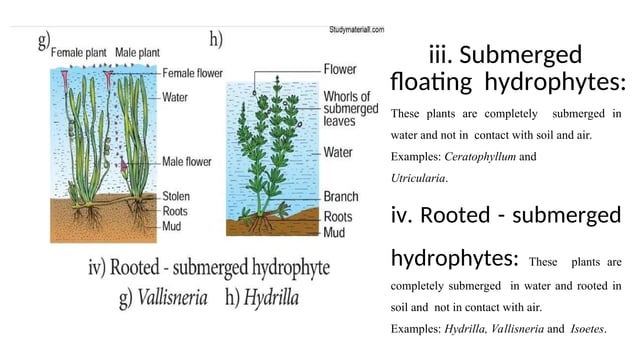 Hydrophytes & Their: Types, Ecology, Morphology and Anatomy.ppt