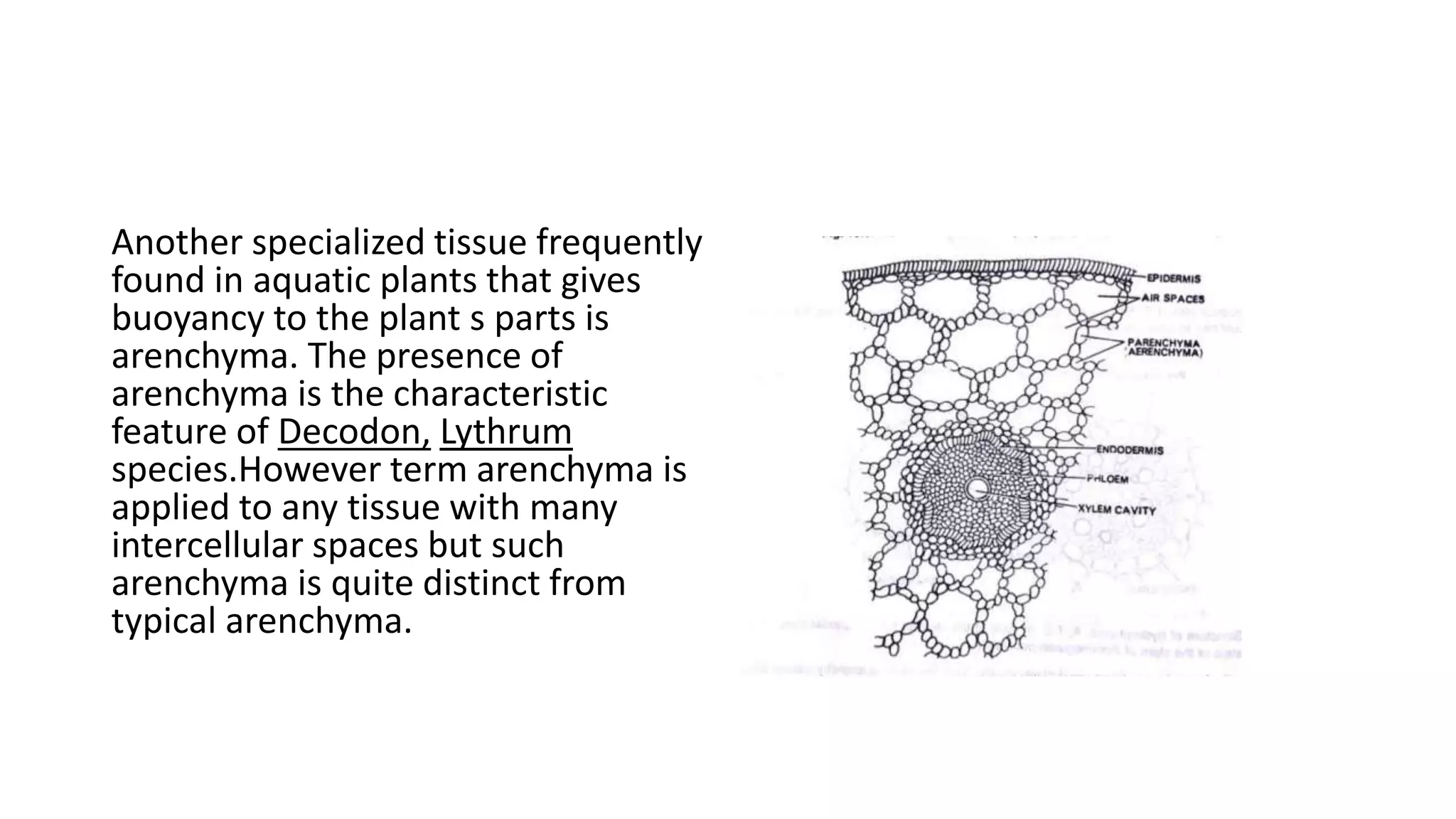 Hydrophytes and xerophytes | PPTX