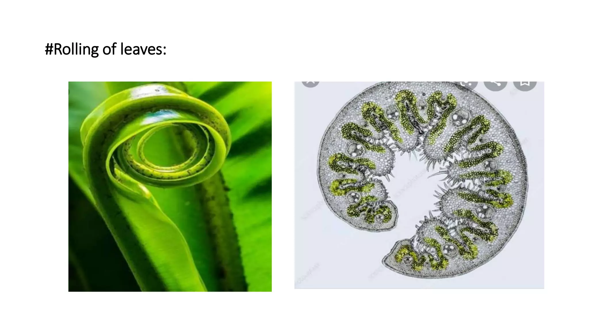 Hydrophytes and xerophytes | PPTX