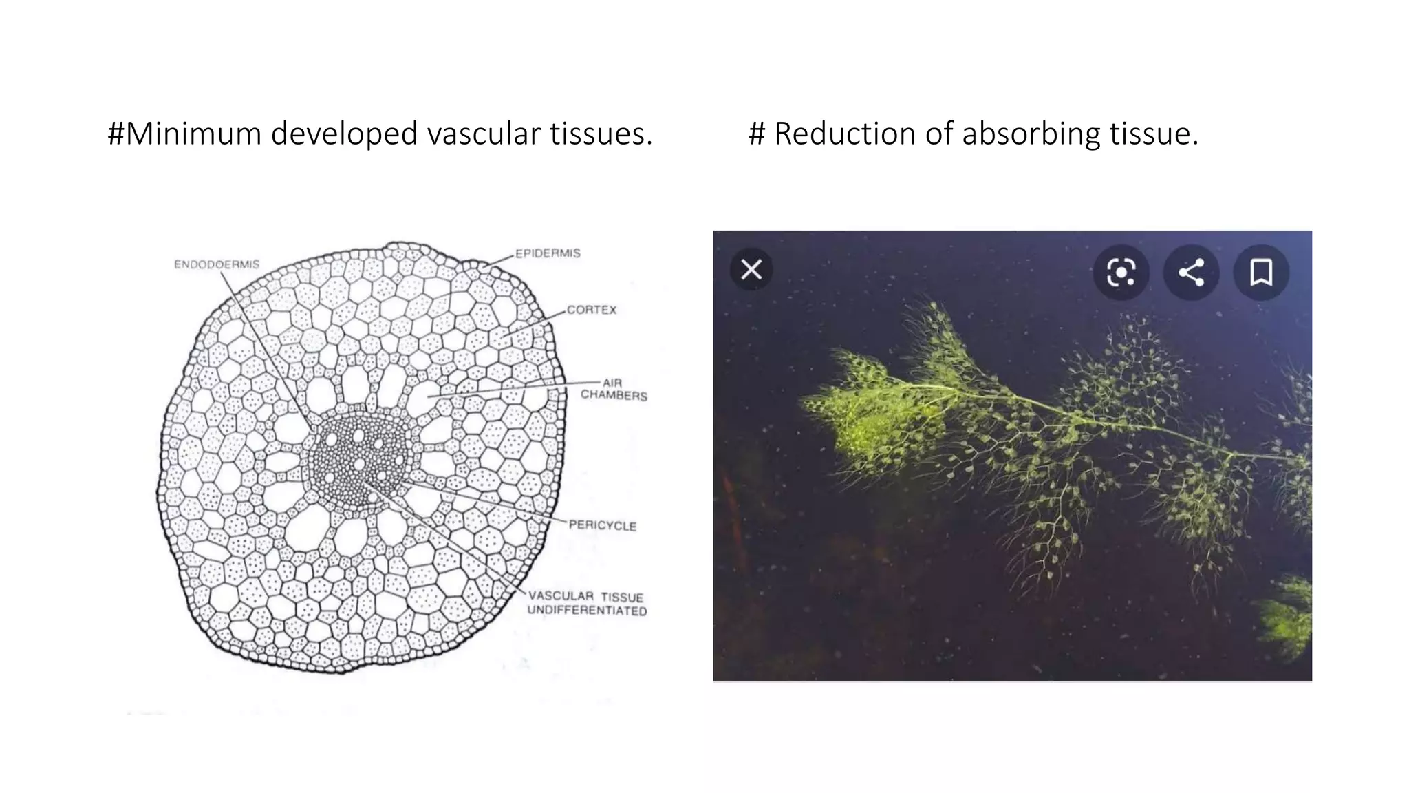 Hydrophytes and xerophytes | PPTX