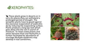 Hydrophytes and xerophytes | PPTX