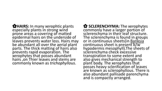 Hydrophytes and xerophytes | PPTX