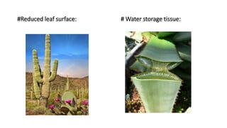 Hydrophytes and xerophytes | PPTX