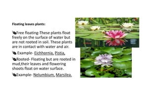 Hydrophytes and xerophytes | PPTX | Gardening | Home & Garden