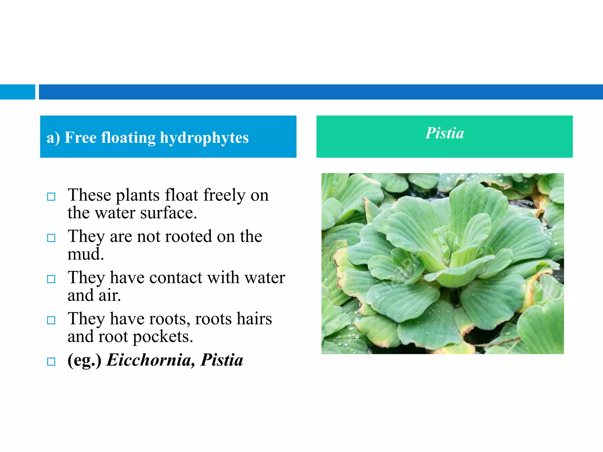 Hydrophytes classification | PPTX