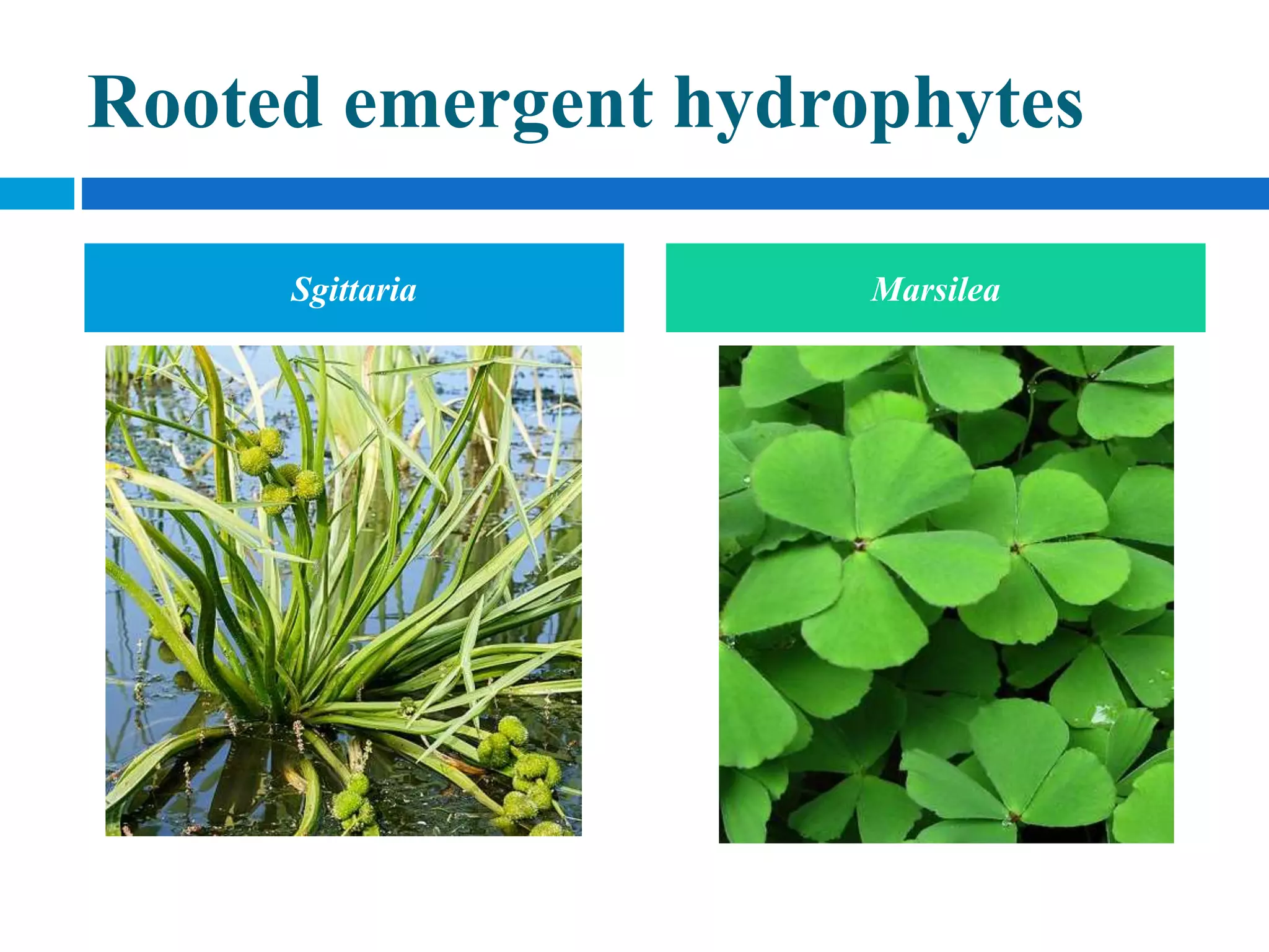 Hydrophytes classification | PPTX