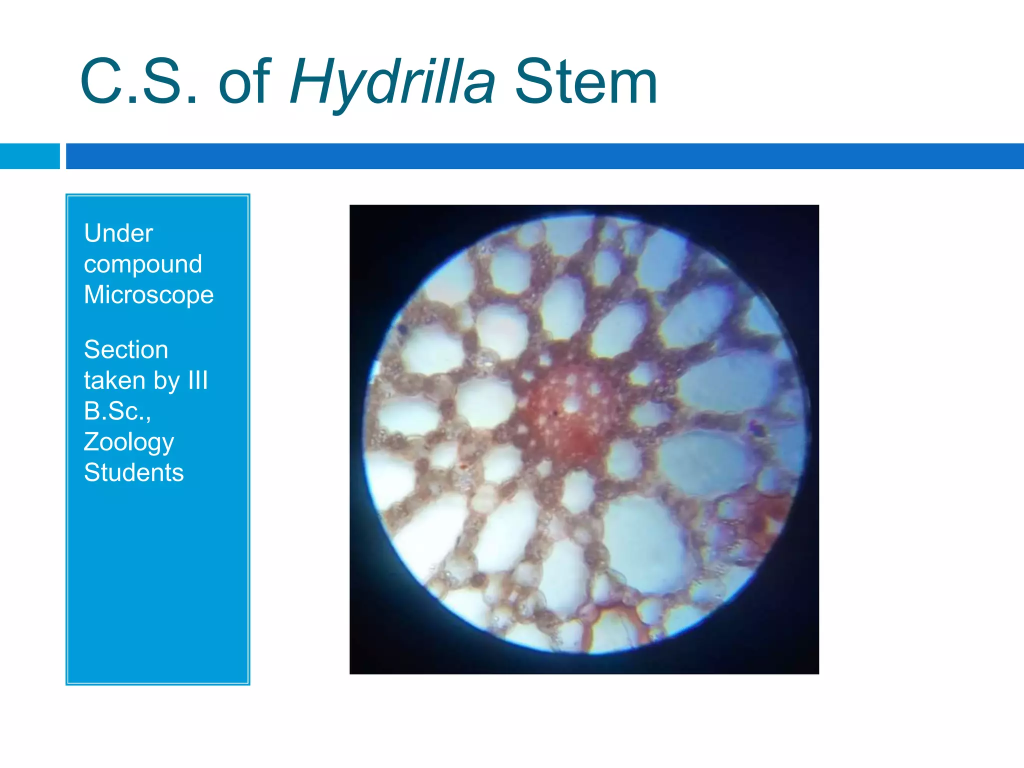 Hydrophytes classification | PPTX