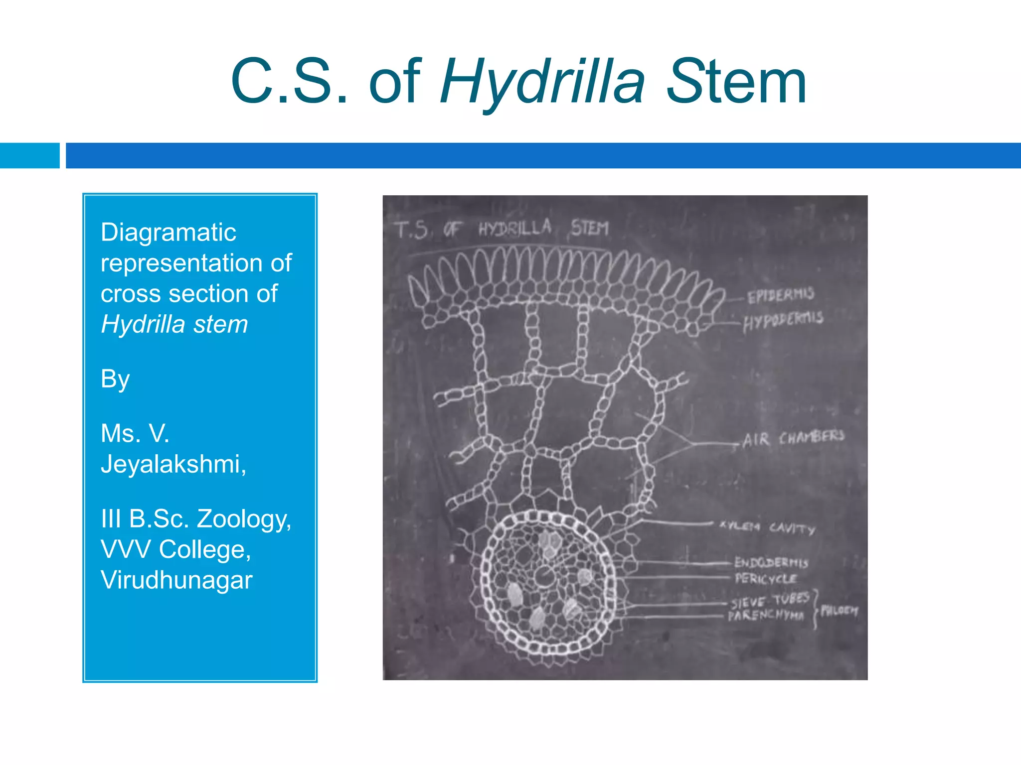 Hydrophytes classification | PPTX