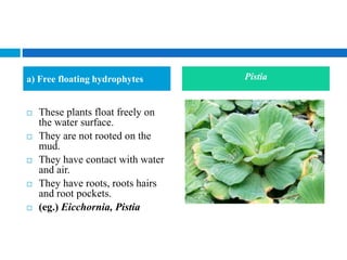 Hydrophytes classification | PPT