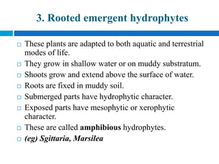 Hydrophytes classification | PPT