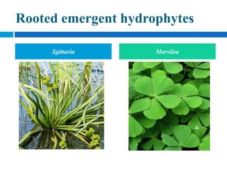 Hydrophytes classification | PPT