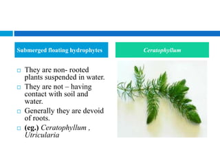 Hydrophytes classification | PPT