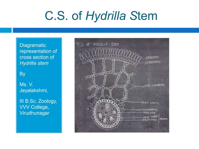 Hydrophytes classification | PPT